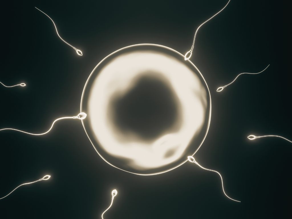 Seminogram – badanie nasienia. Jak wygląda, co mierzy i dlaczego jest ...